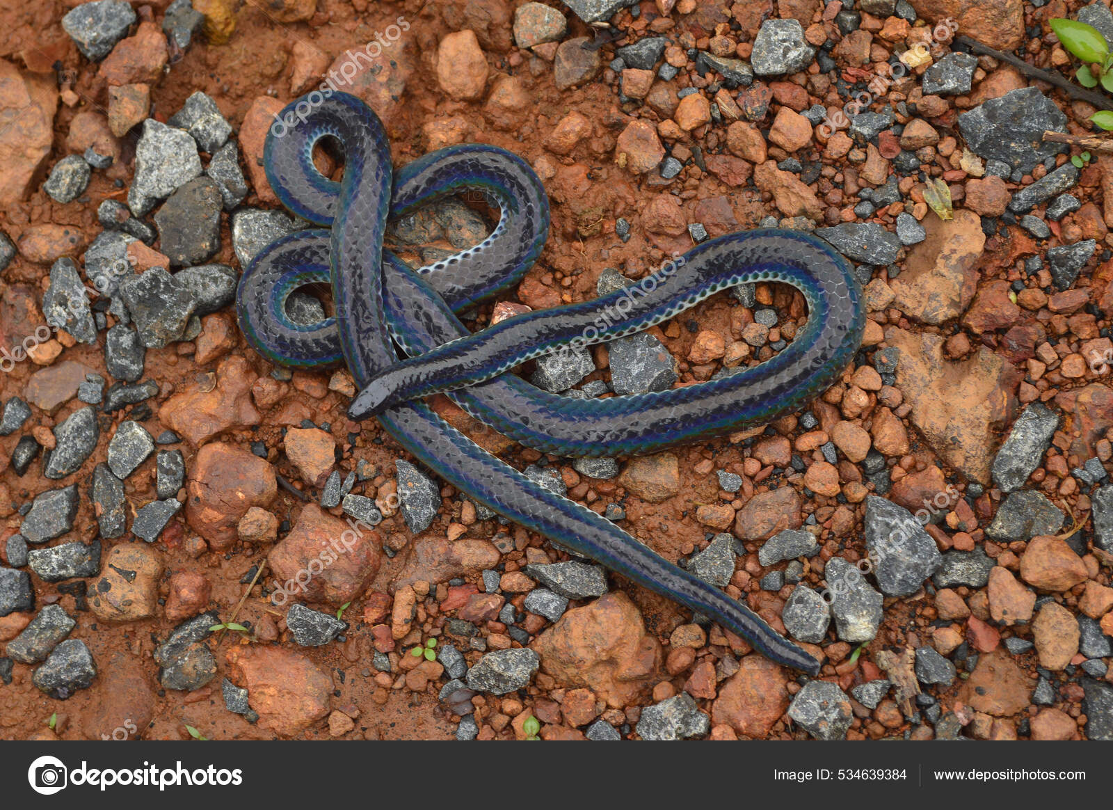 Shieldtail Snake