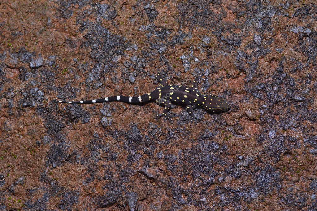 Bombay Leaf-toed Gecko, Hemidactylus prashadi, Amboli Maharashtra ...