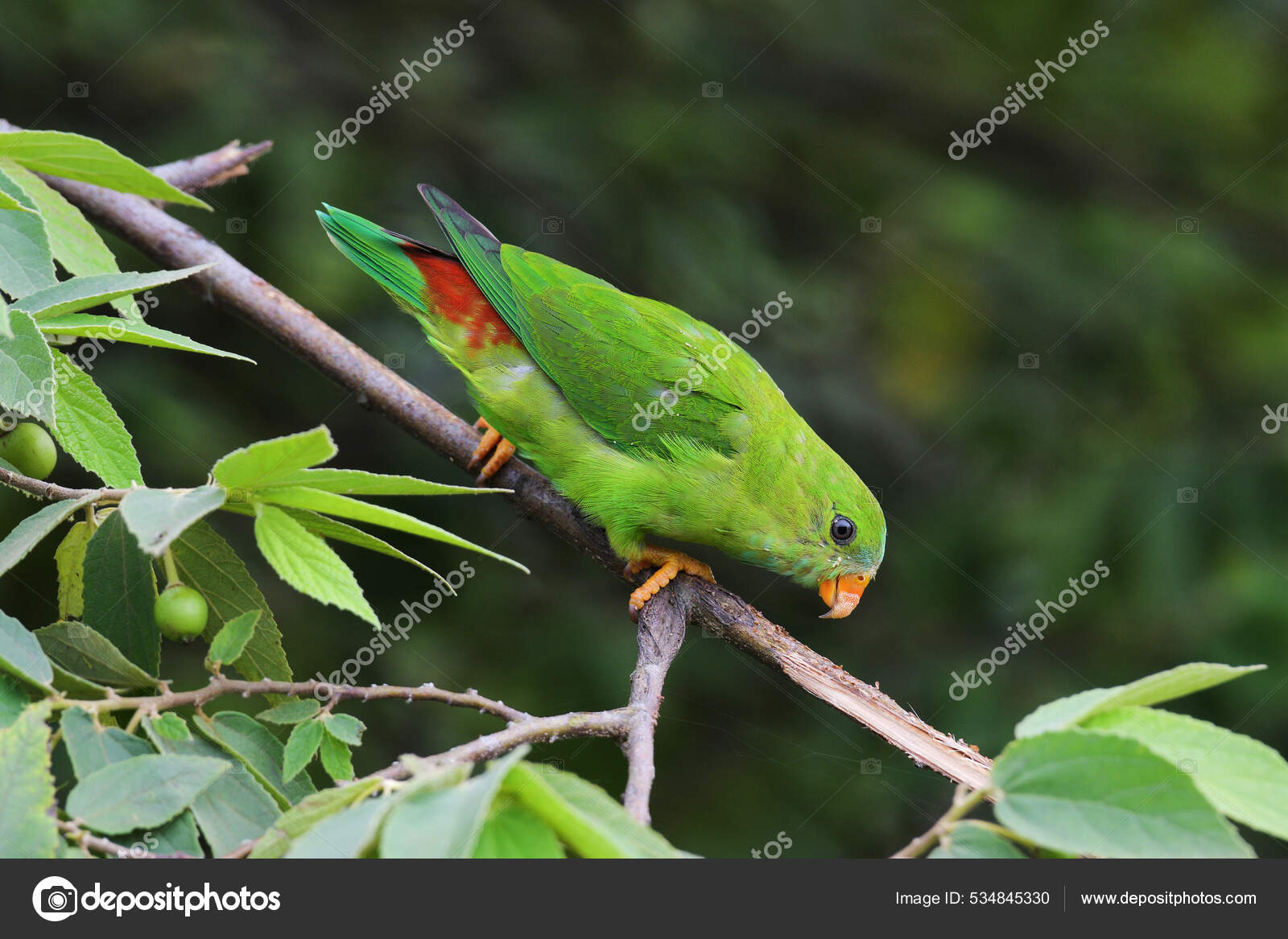 Vernal Hanging Parrot Loriculus Vernalis Kolhapur Maharashtra India ...