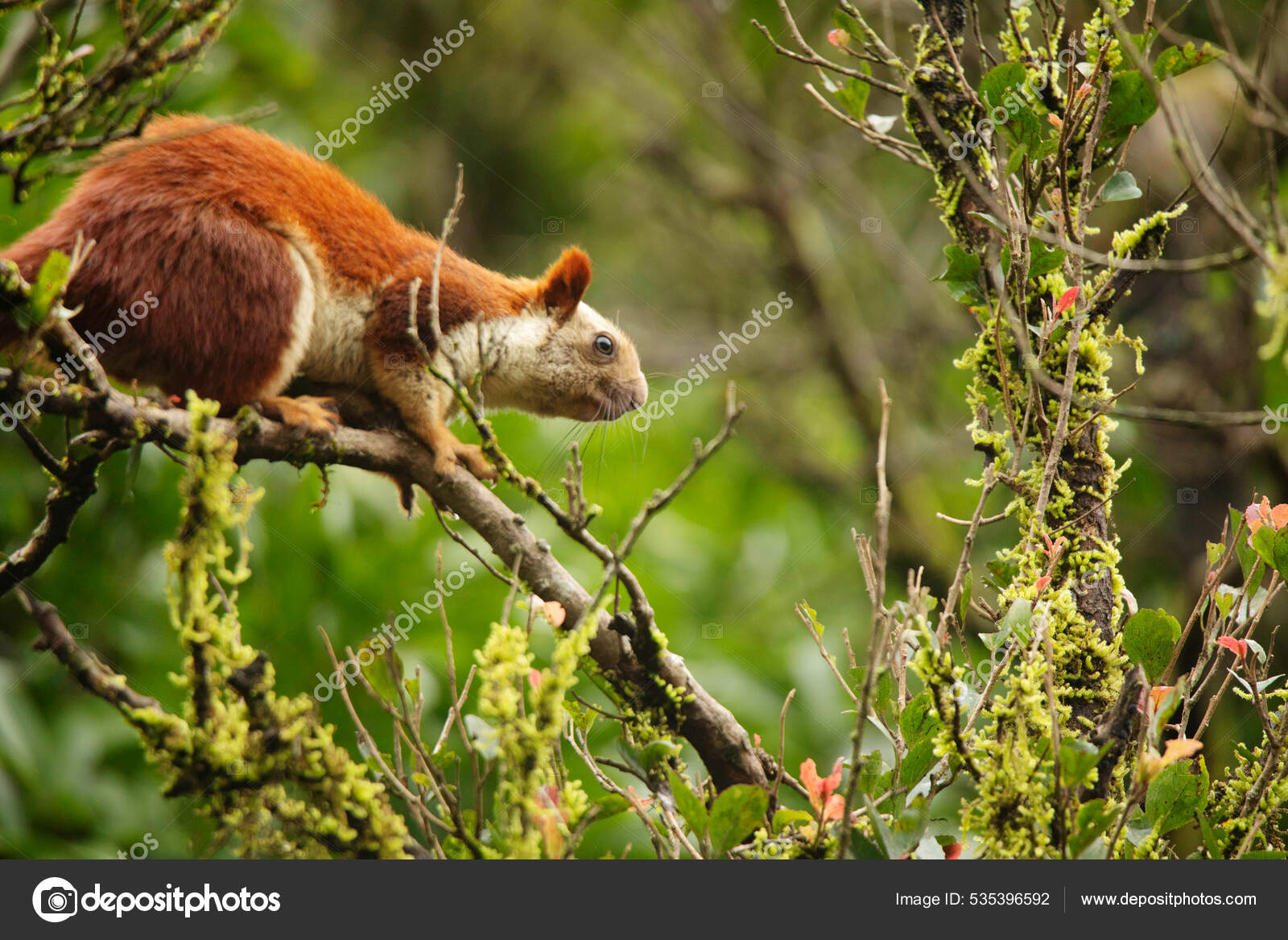 Bhimashankar Giant Squirrel Ratufa Indica Bhimashankarus Bhimashankar ...