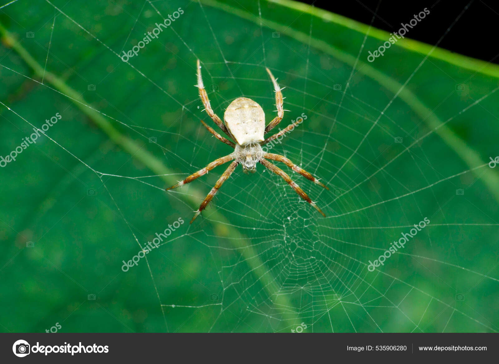 Signature Spider Spider Web Argiope Species Satara Maharashtra India ...