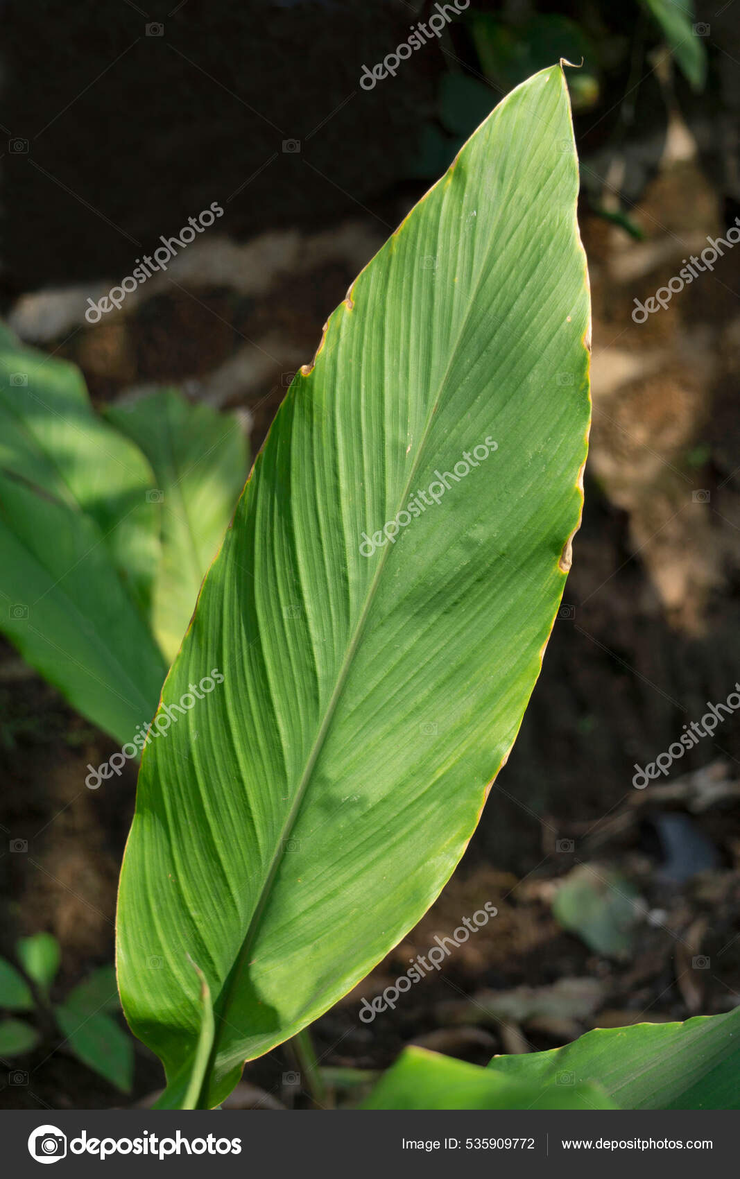 Leaf Indian Shot Canna Indica Its Use Biodegradable Plastic Satara ...