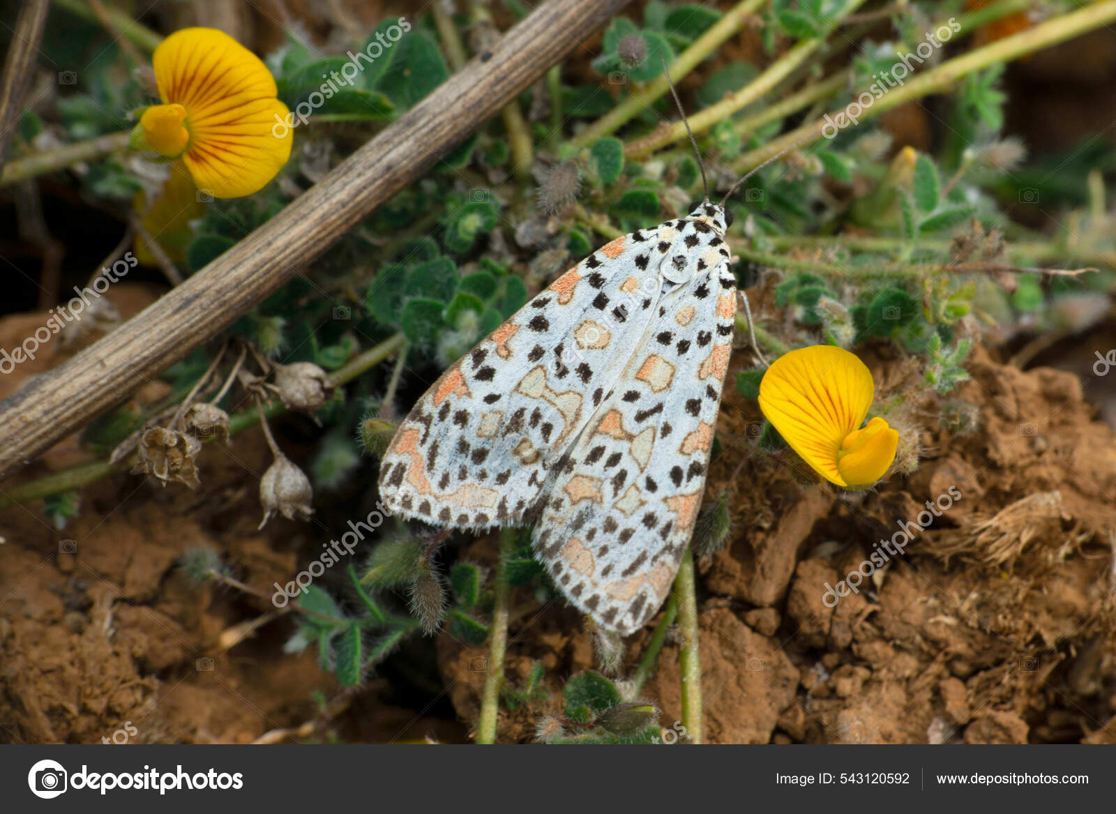 Spotted Leopard Moth Hypercompe Species Satara Maharashtra India ...