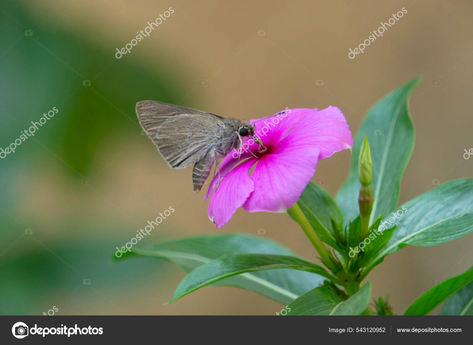 Swift Butterfly Flower Madagascar Periwinkle Catharanthus Roseus Satara ...