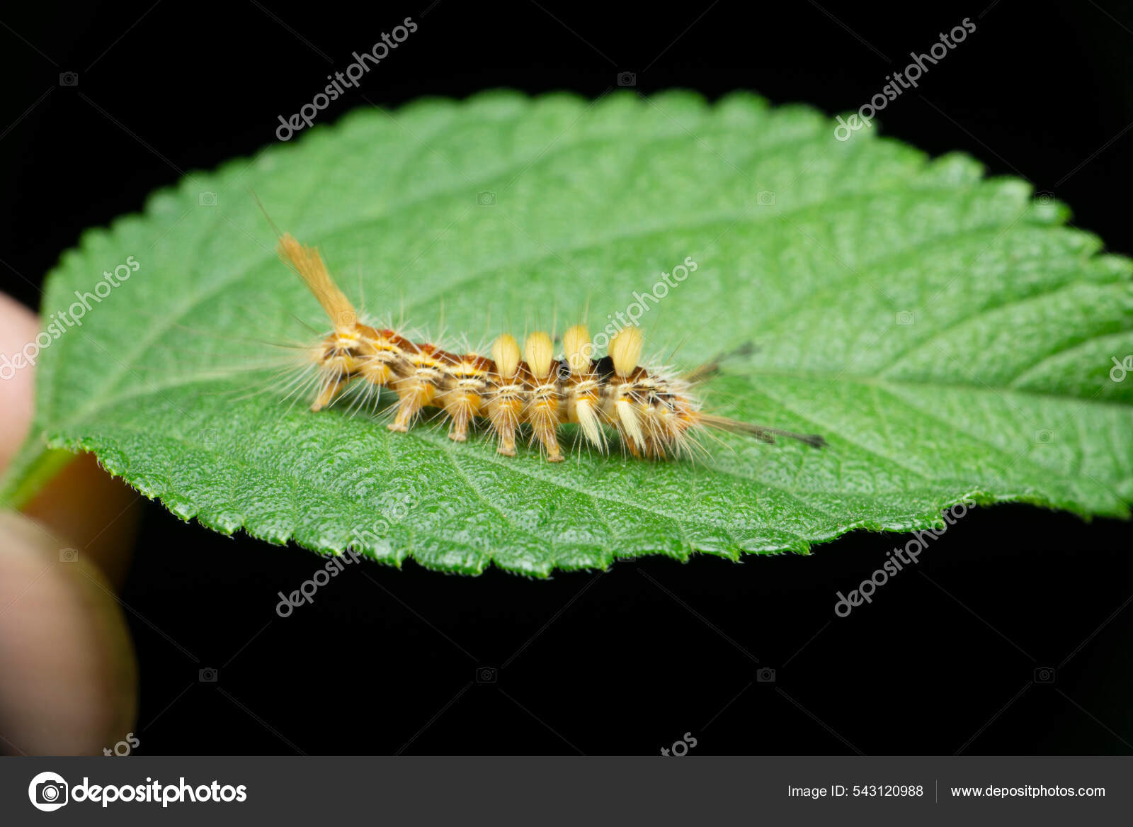Caterpillar Moth Species Satara Maharashtra India — Stock Photo ...