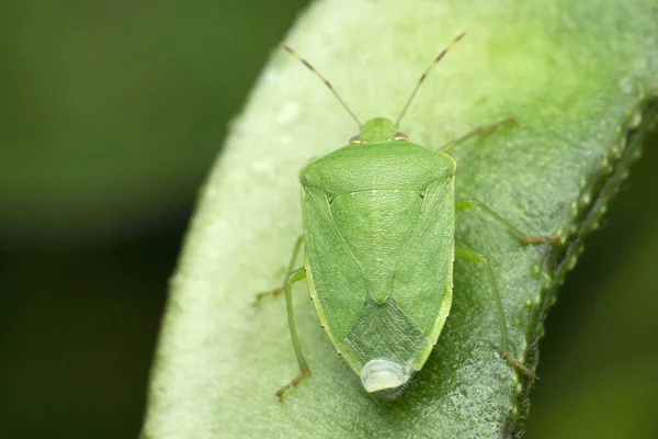 Green marmorated stink bug Stock Photos, Royalty Free Green marmorated ...
