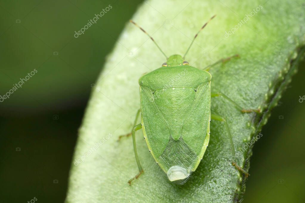 Insecto verde o insecto soldado verde, Chinavia hilaris, Satara ...