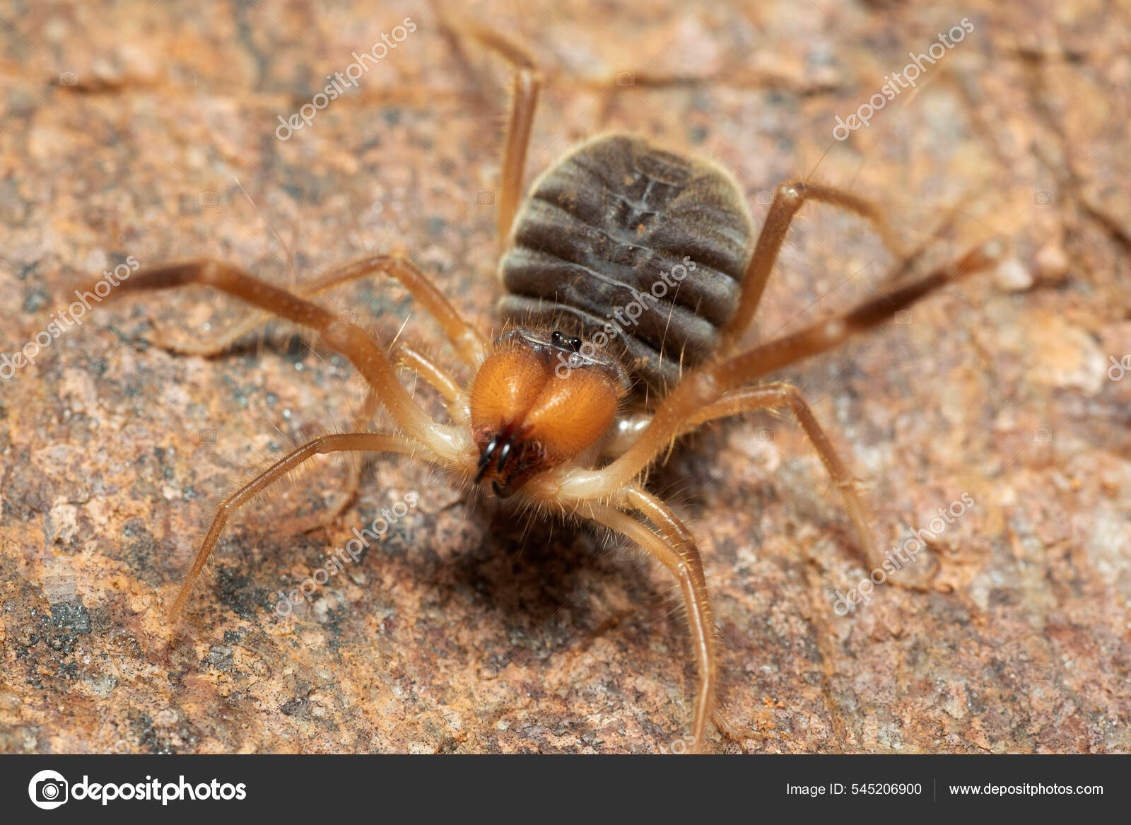 Full Grown Camel Spiders