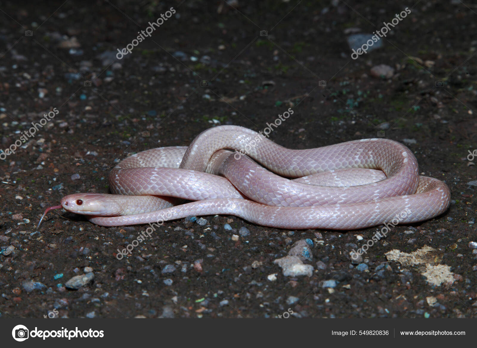 Albino Common Krait Bungarus Caeruleus Satara Maharashtra India Stock ...