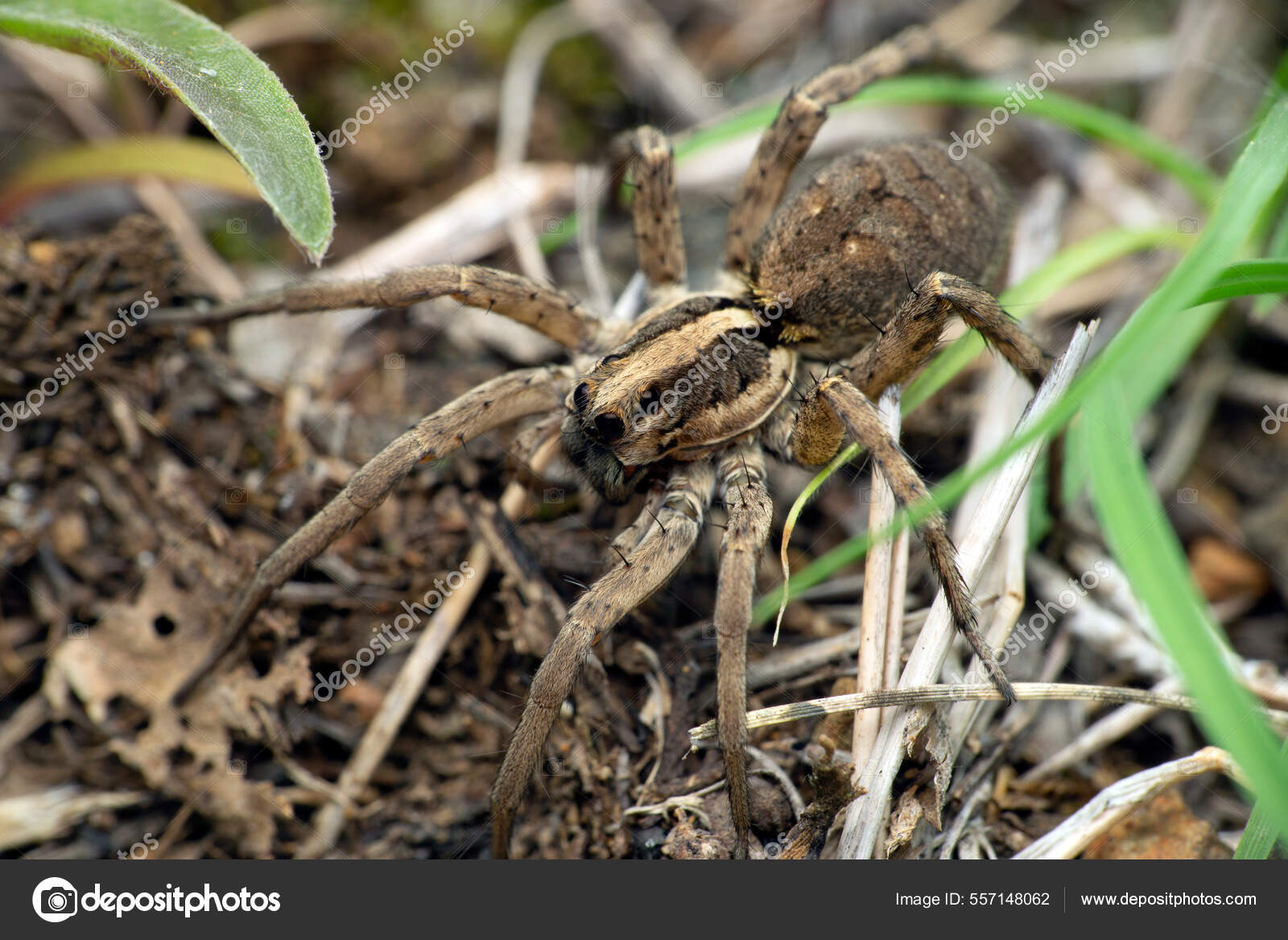Wolf Spider Lycosa Species Satara Maharashtra India — Stock Photo ...