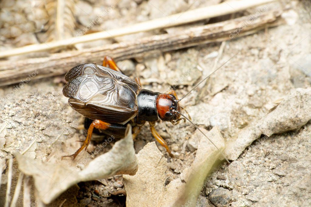 Chirrido de insectos grillo de tierra, Satara, Maharashtra, India 2022
