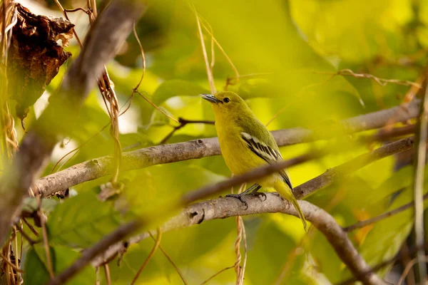 Aegithina tiphia Stock Photos, Royalty Free Aegithina tiphia Images ...