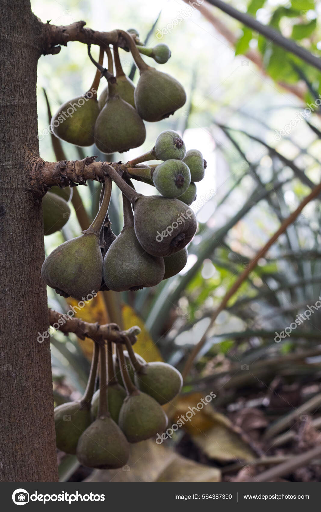 Manojos Higos Árbol Ficus Carica India: fotografía de stock ...