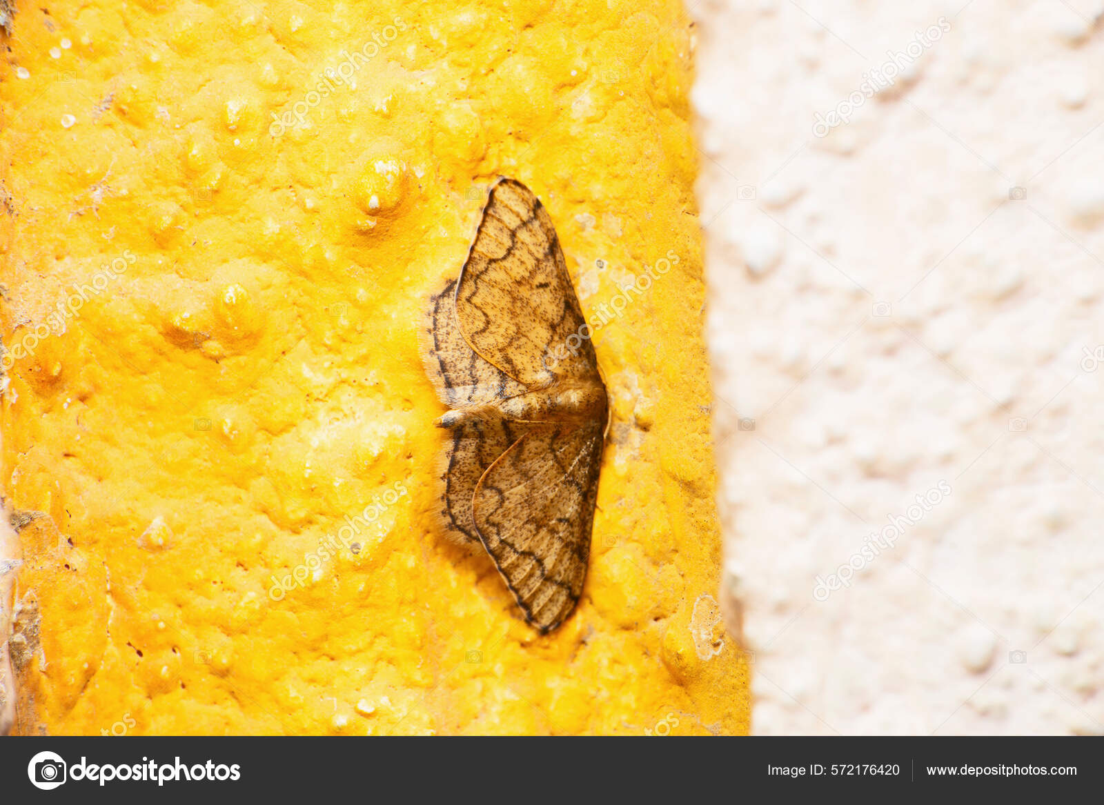 Burmese Engrailed Moth Ectropis Bhurmitra Satara Maharashtra India ...