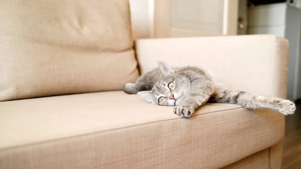 Gato de alongar Stock Photos, Royalty Free Gato de alongar Images ...