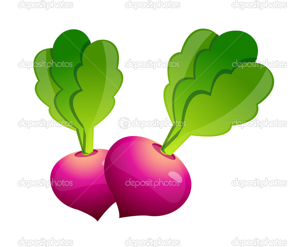Vector icon radish — Stock Vector © zzve #13432699 Vector icon radish — Stock Vector © zzve #13432699