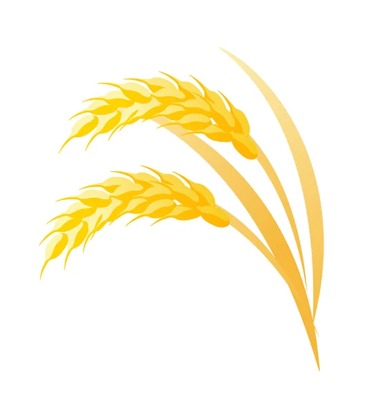 Rice Grain Vector Png