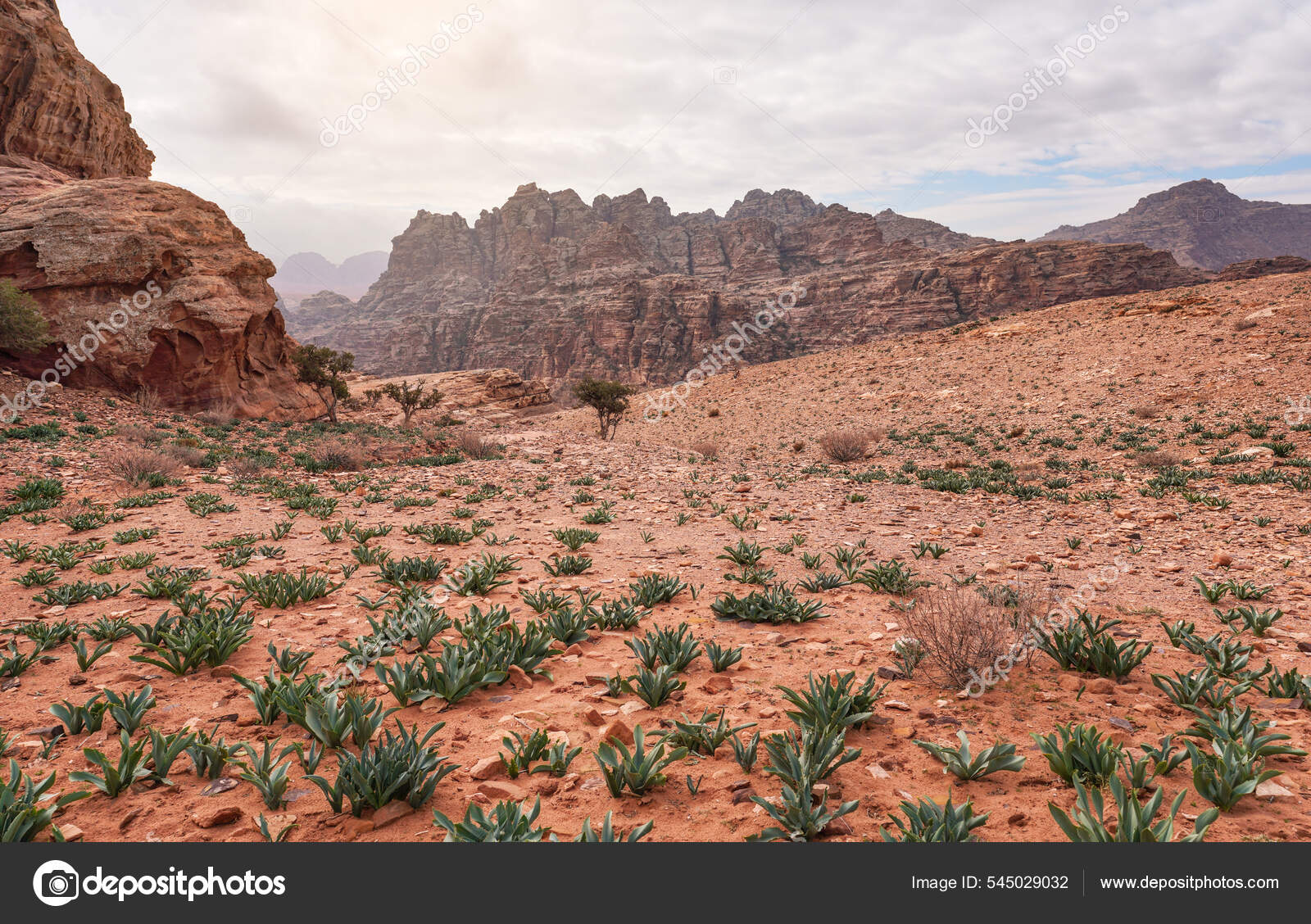 Typical landscape at Petra, Jordan, red dusty ground, green Sea squill ...