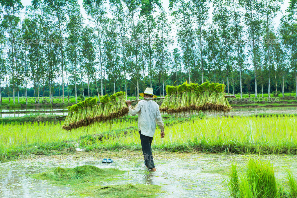 A Farmer in Rice Paddy Stock Photo by ©markuso 30391135