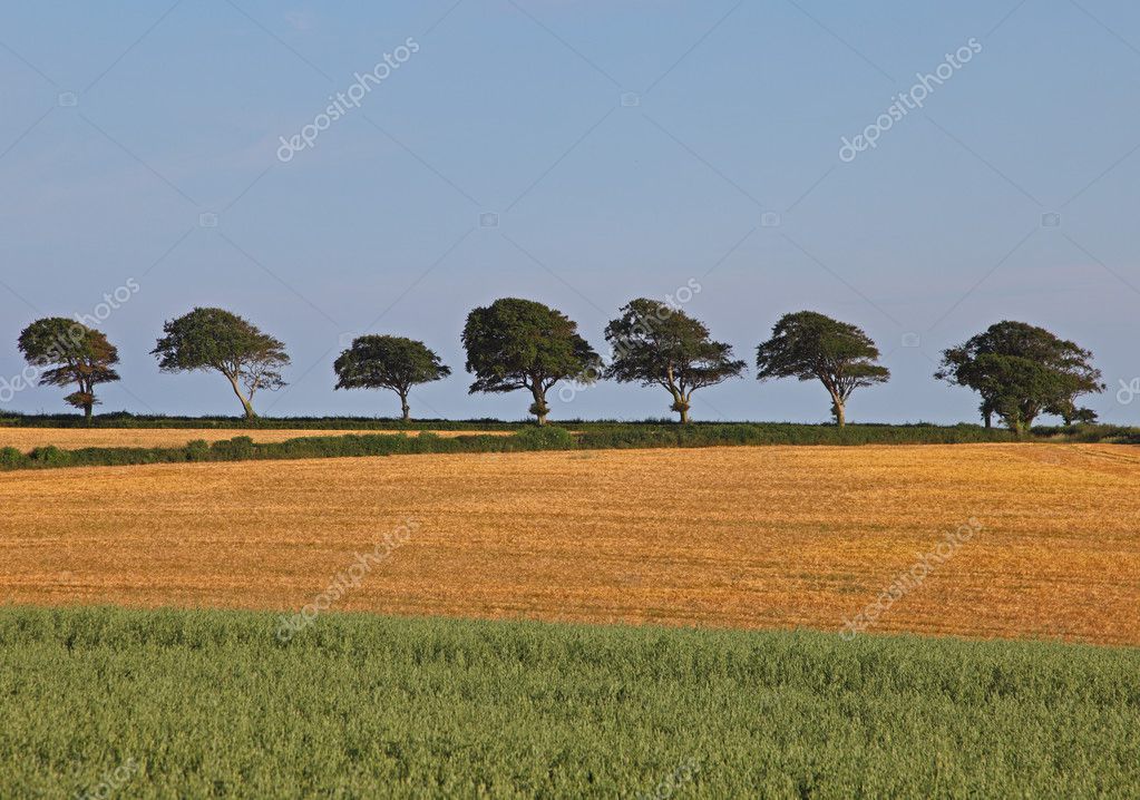 7 Tree Stock Photo by ©olliemt1980 14733843
