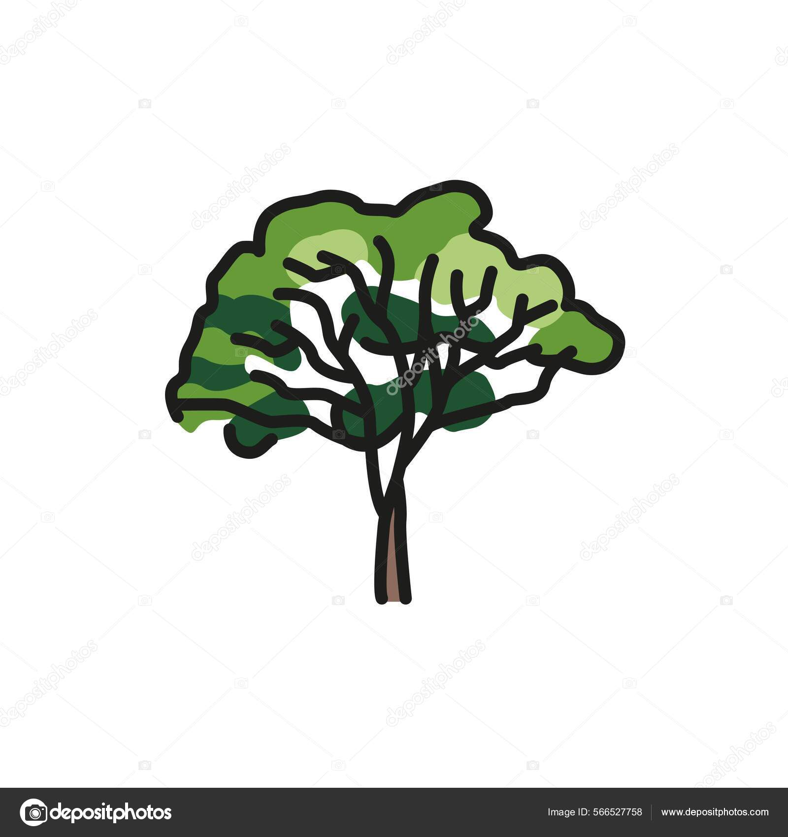 Acacia Tree Illustration