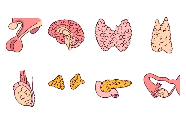 28,316,869 ilustraciones de stock de Endocrine glands | Depositphotos