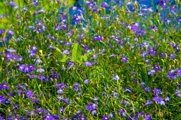 River spring flowers Stock Photos, Royalty Free River spring flowers ...