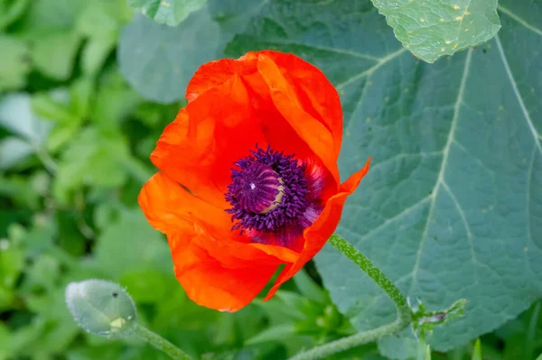 Fotos de La flor de amapola roja, Imagens de La flor de amapola roja ...