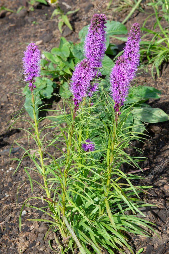 Liatris es originaria de América del Norte (Canadá, Estados Unidos ...