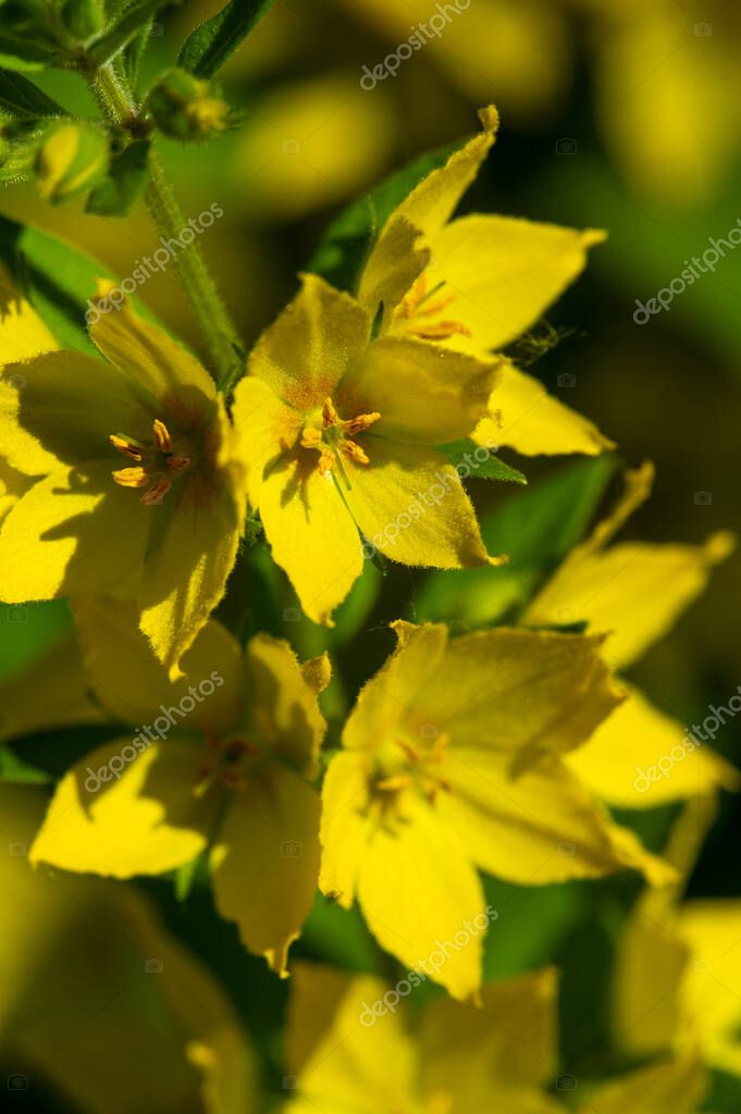 Lysimachia El género lleva el nombre de Lysimachus, el rey de la ...