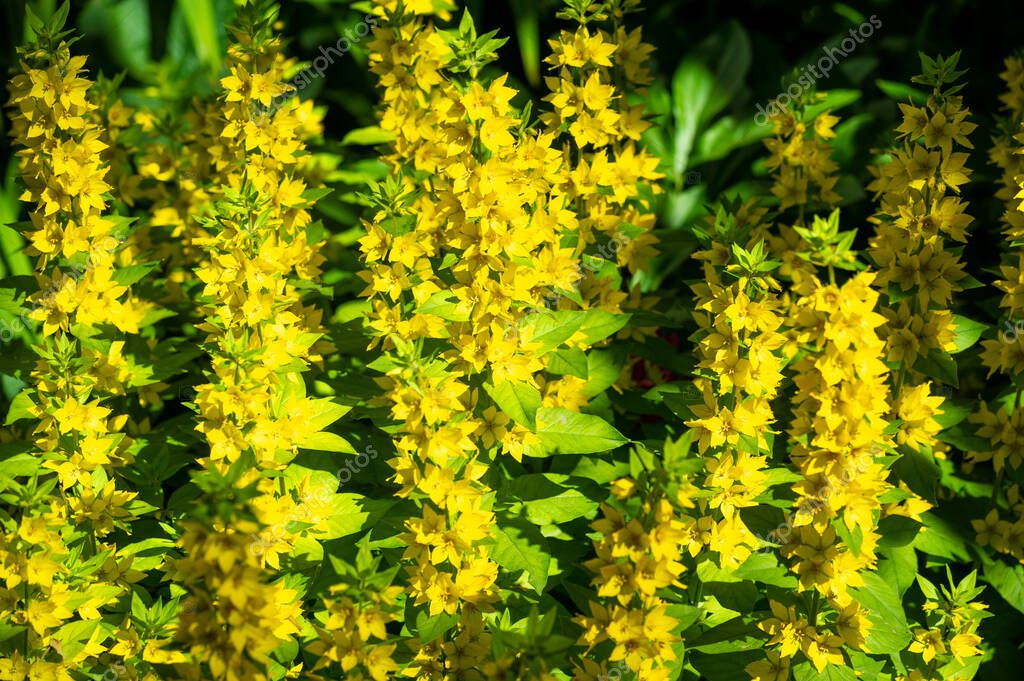 Lysimachia El género lleva el nombre de Lysimachus, el rey de la ...