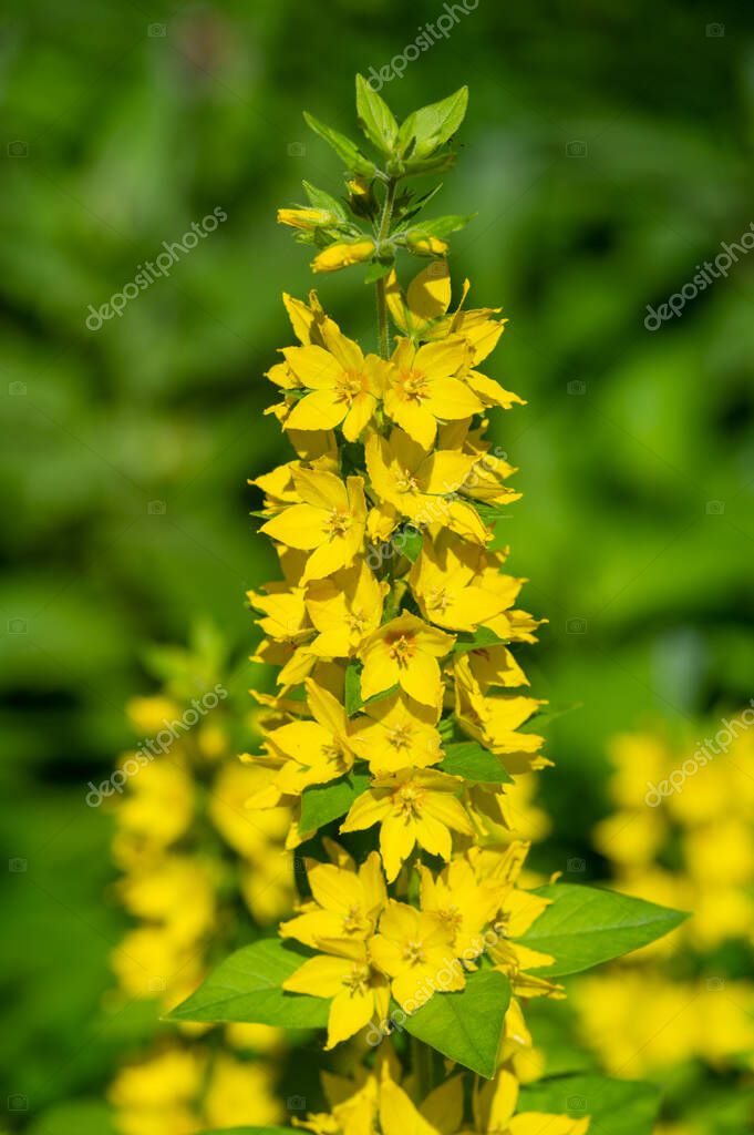 Lysimachia El género lleva el nombre de Lysimachus, el rey de la ...