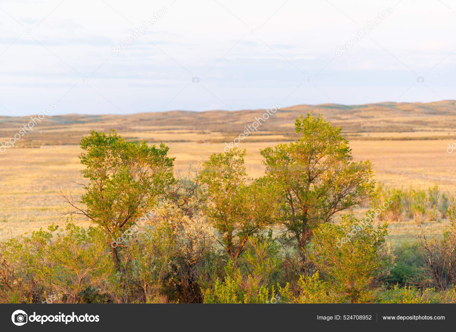 Steppe Climate