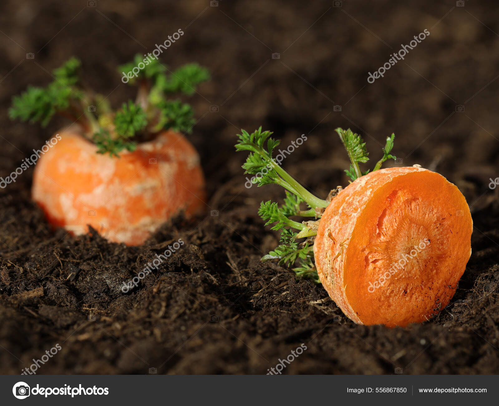 Carrot sections in the soil sprout green again, vegetable propagation ...