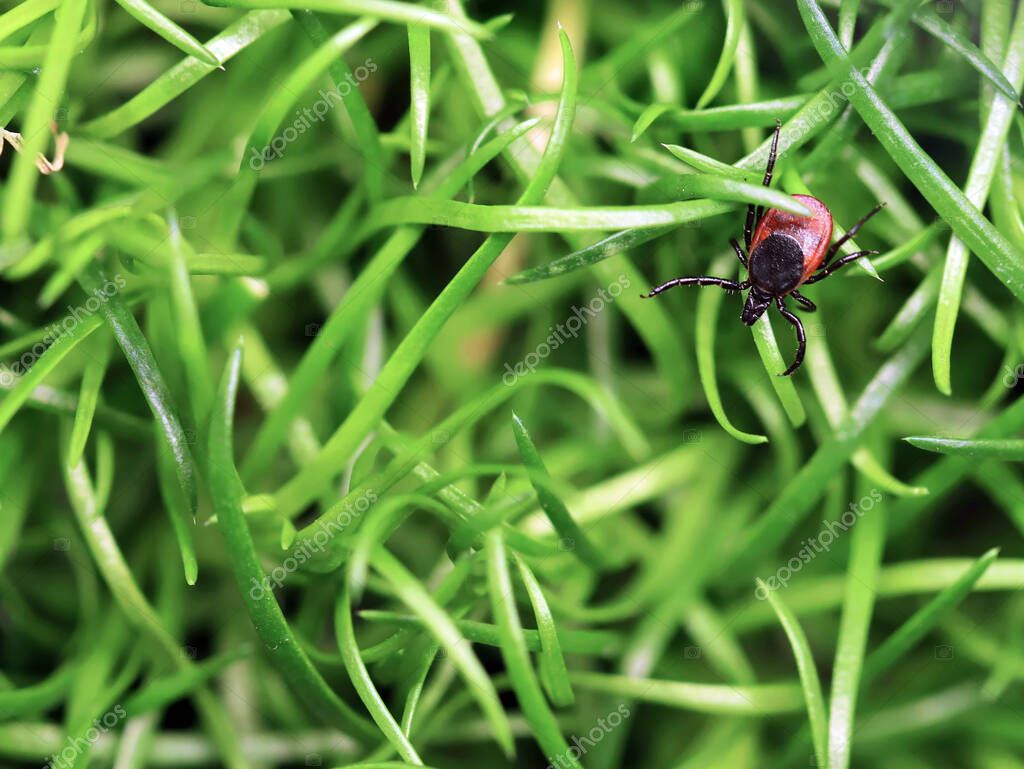 garrapata de venado o Ixodes scapularis arrastrándose sobre hierba verde, vista superior ...