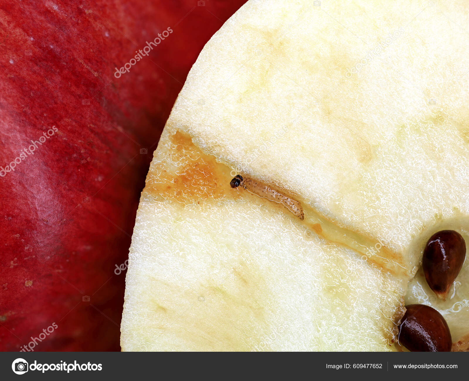 Close Halfed Red Apple Wormhole Codling Moth Tunnel Eaten Caterpillar ...