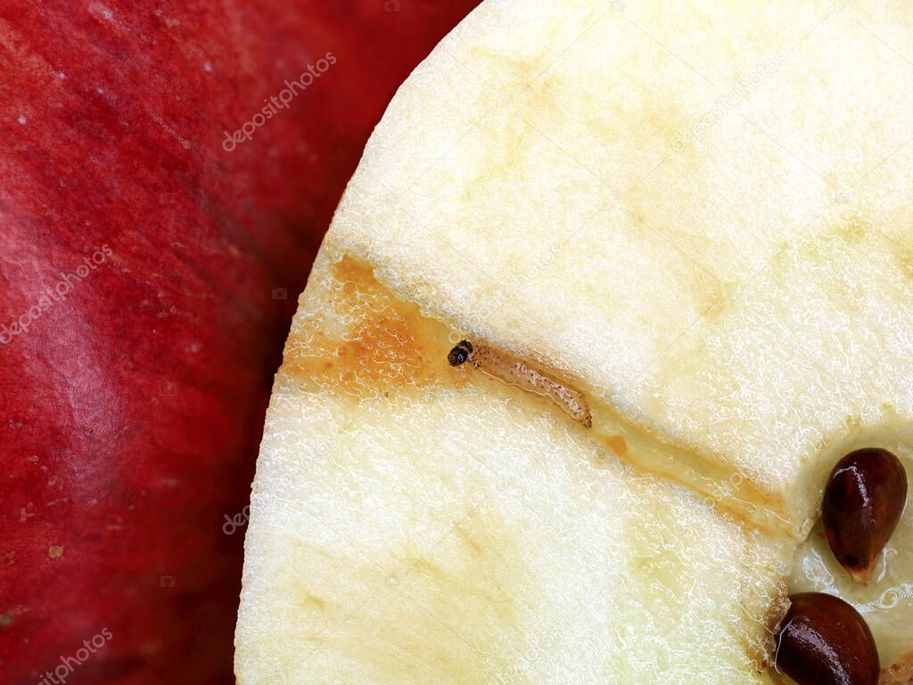 primer plano de una manzana roja a medio alimentar con agujero de ...