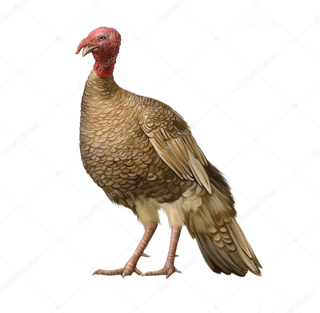Female Turkey standing. Stock Photo by ©YuliaAvgust 22245621