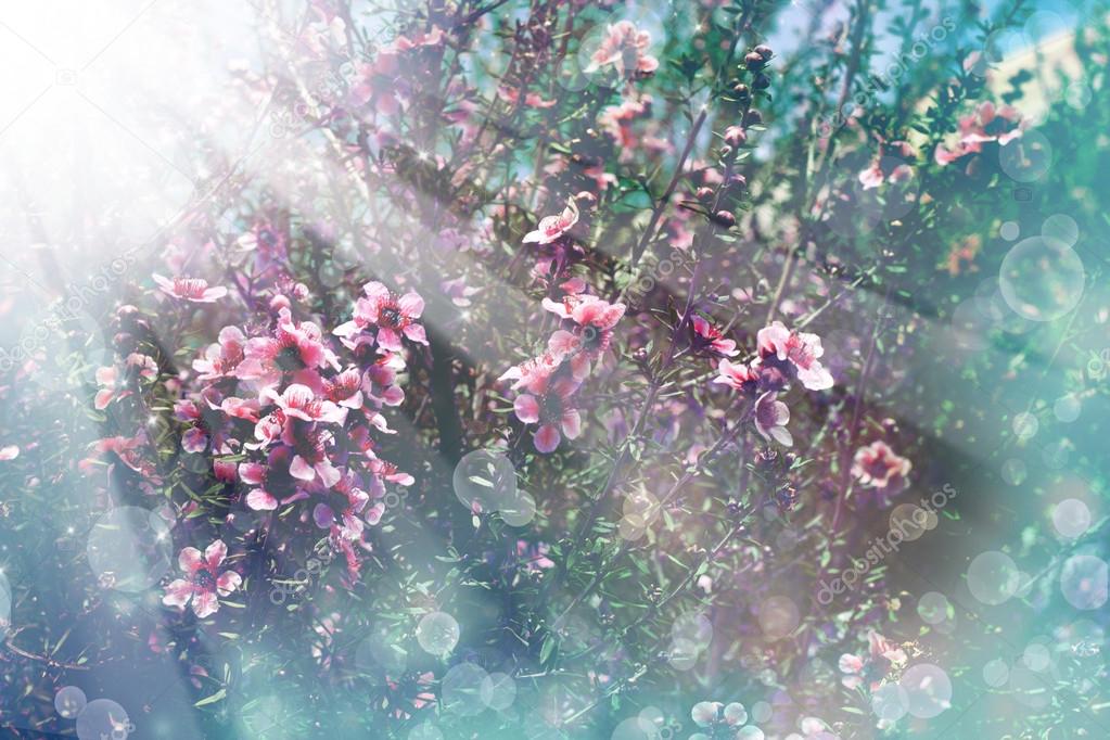 Cerisier japonais - sakura. arbre fleur — Photographie YuliaAvgust ...