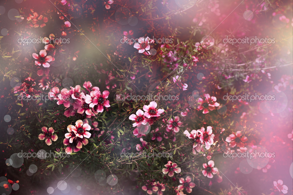 Japonská třešeň - sakura. strom květ — Stock Fotografie © YuliaAvgust ...