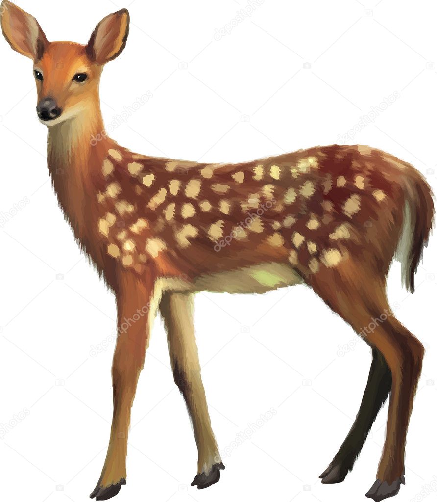 European Roe Deer, Capreolus capreolus Stock Vector Image by ...