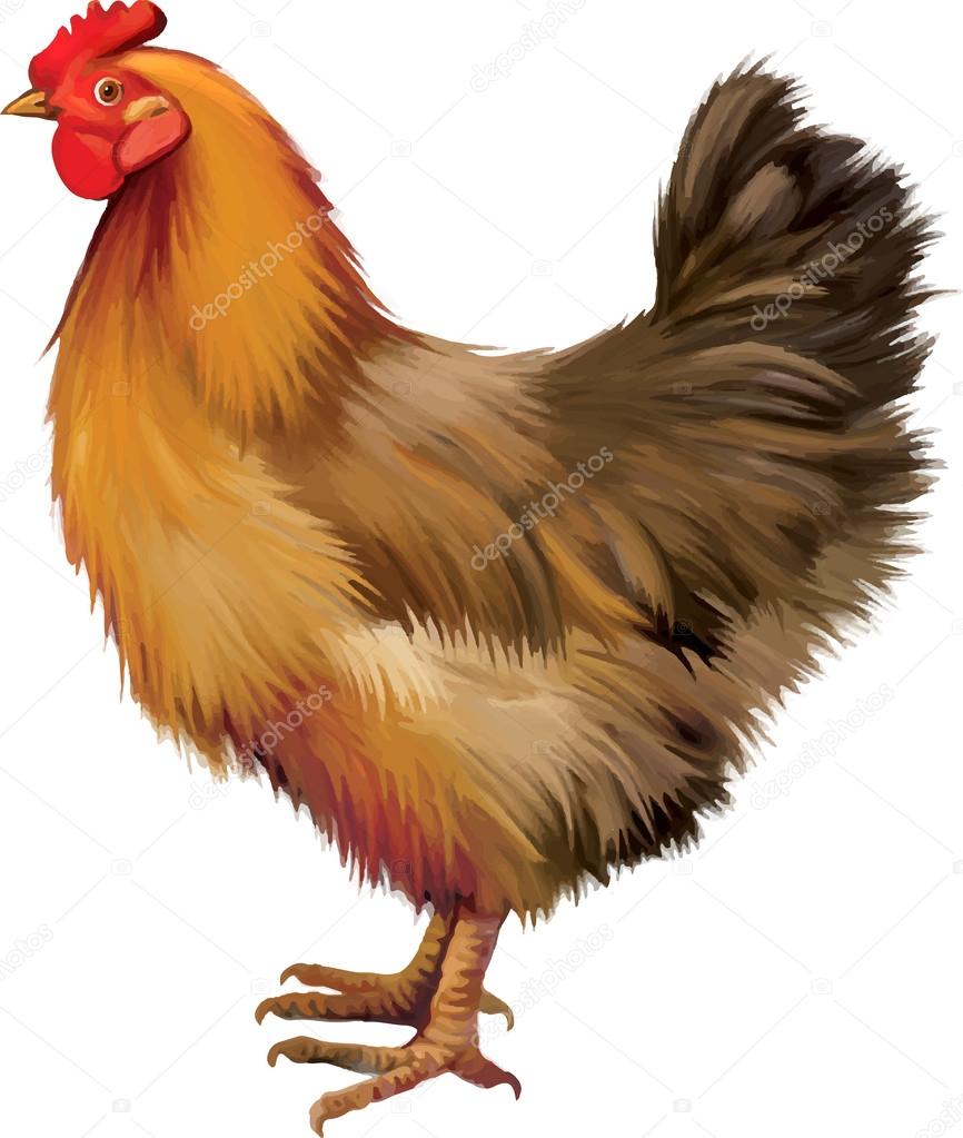 Gallina marrón Stock Vector by ©YuliaAvgust 37555001