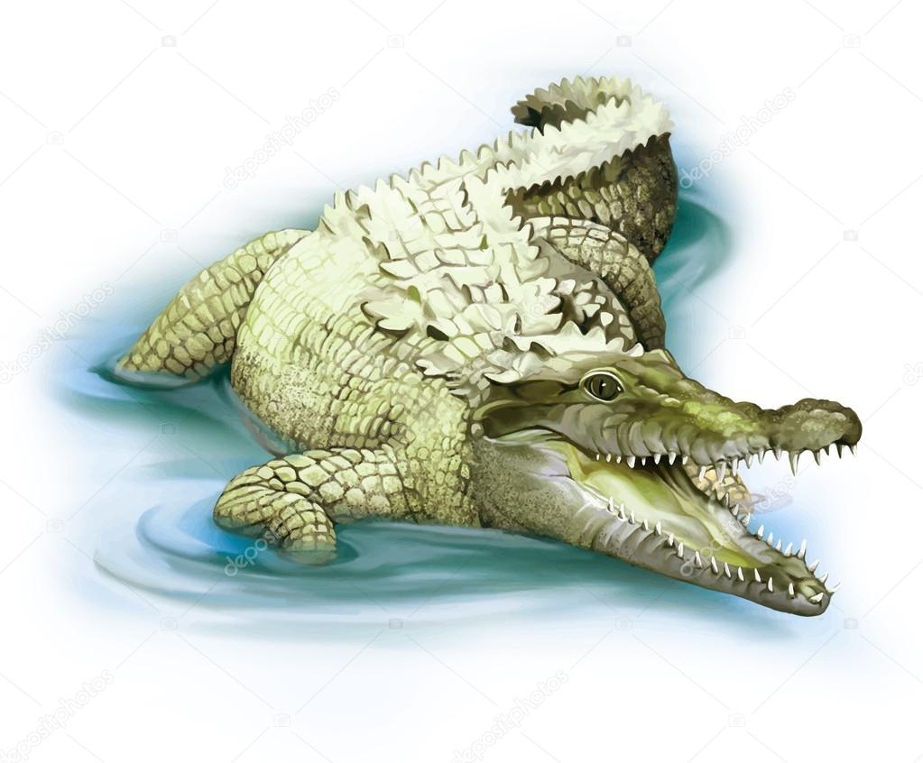 Vector illustration of a crocodile — Stock Vector © YuliaAvgust #37555039