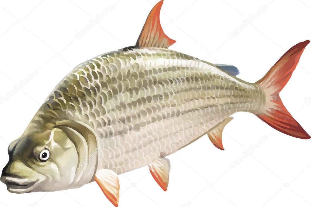 Ruff. Common rudd freshwater fish Stock Vector Image by ©YuliaAvgust ...