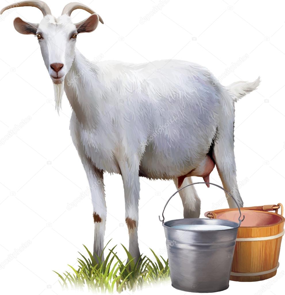 White goat with buckets full of milk Stock Vector Image by ©YuliaAvgust ...