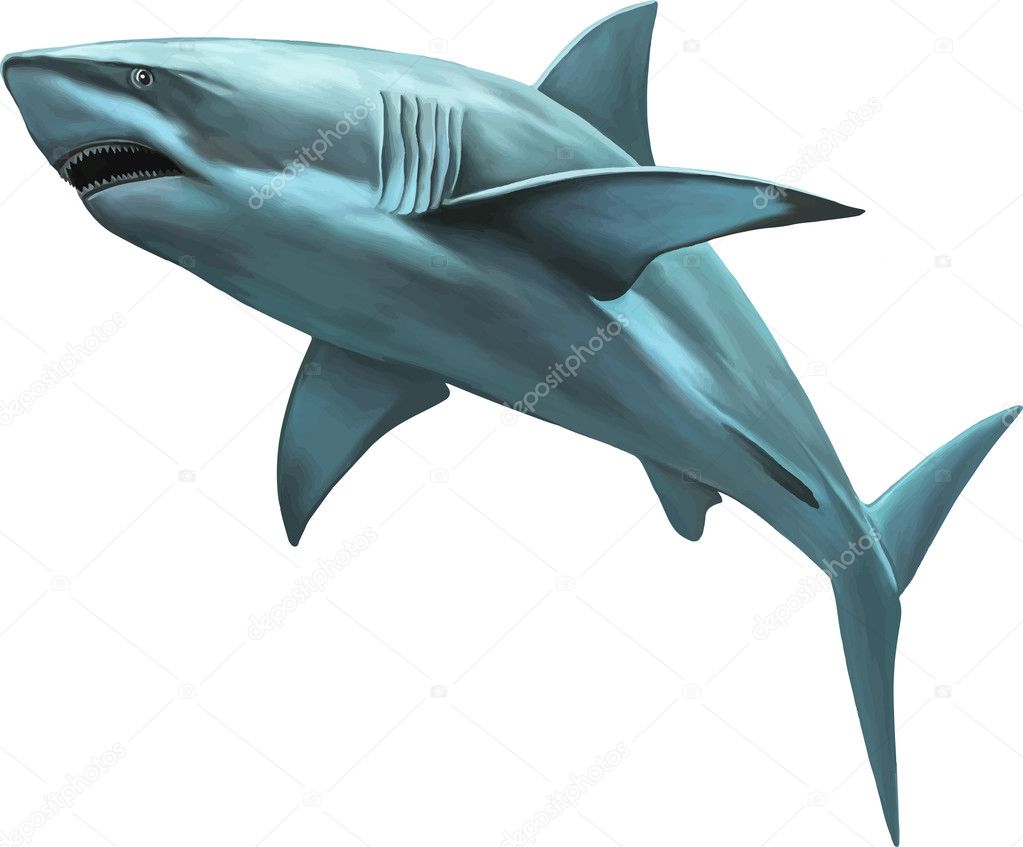 Grey Reef Shark Teeth Fossilguy.com: Tiger Shark Facts And Information