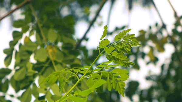Moringa leave Stock Photos, Royalty Free Moringa leave Images ...