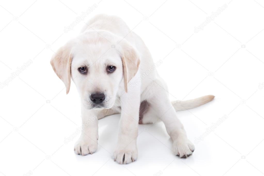 Sad or Bad Dog Stock Photo by ©Steph_Zieber 44324947