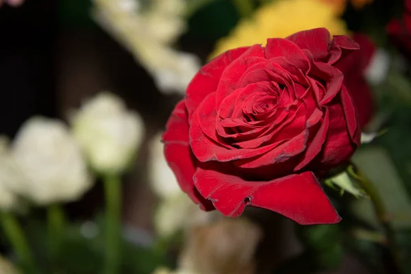 Nationale dagen van rouw Stock Photos, Royalty Free Nationale dagen van ...