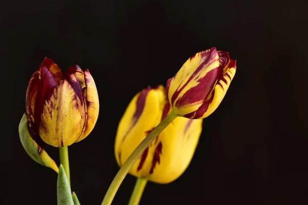 Form tulipan Stock Photos, Royalty Free Form tulipan Images | Depositphotos